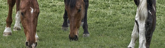 Horse Giving Birth To Triplets