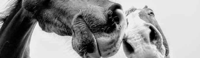 Can horses vomit or do they have a weird oesophagus? - My Equine Life
